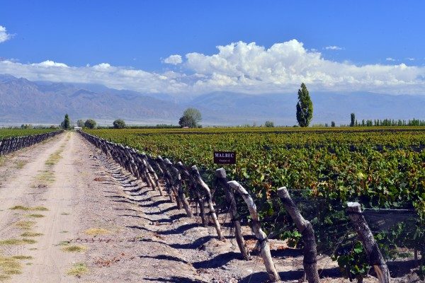Malbec Vineyards - Exploring Wine Regions
