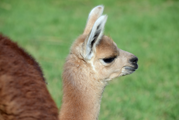 Sleepy Baby Lama - Exploring Wine Regions